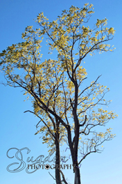 Tall Tree - Sugden Photography